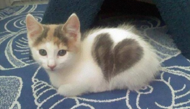 15 Cats Who Have Amazingly Unique Fur Patterns – CoolerPress
