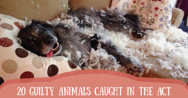 20 Guilty Animals Caught in the Act – CoolerPress