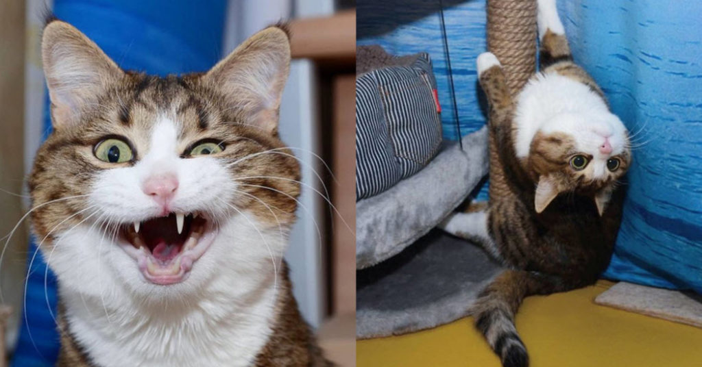 20 Guilty Animals Caught in the Act - CoolerPress