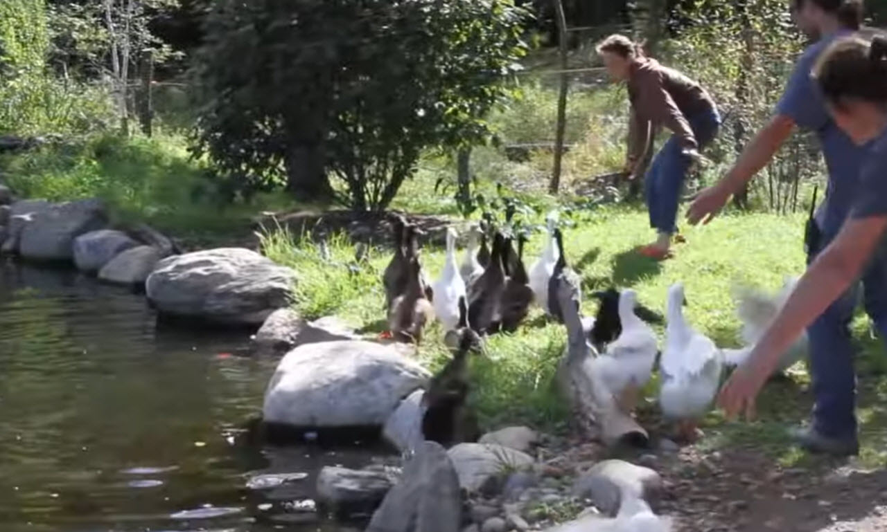 Abused Ducks Bring Rescuers To Tears When They See Water For The First ...
